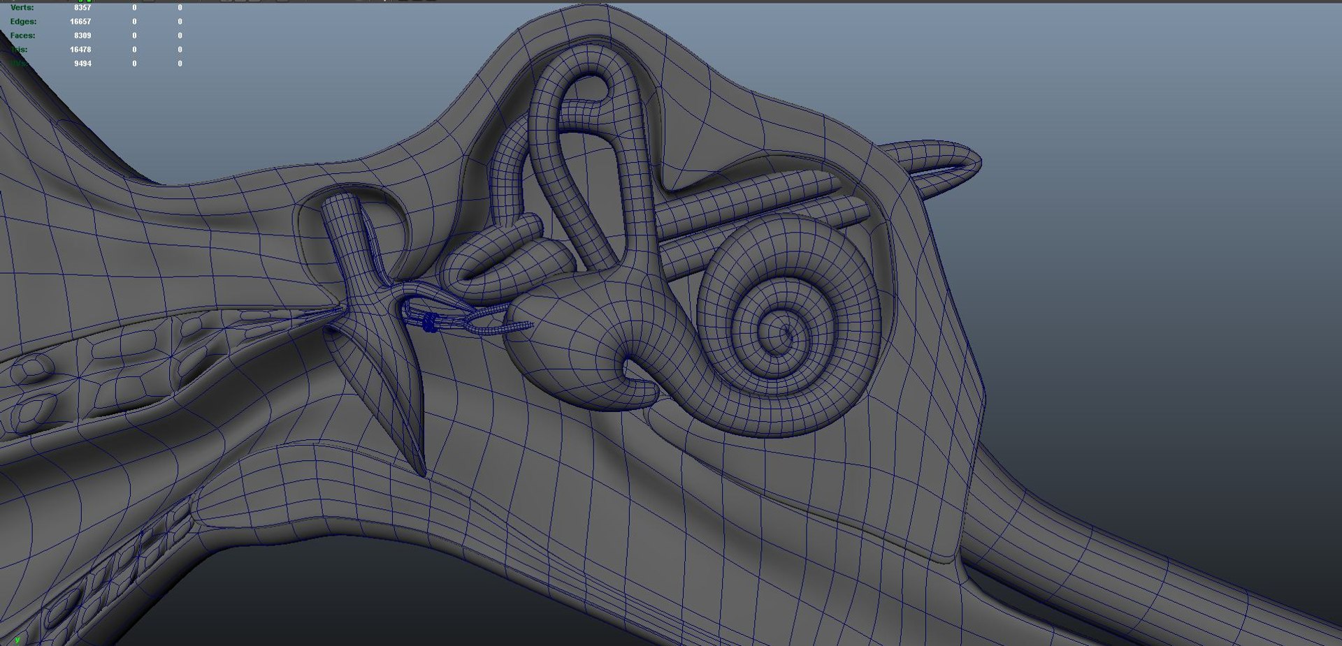 Ear Canal Model - TurboSquid 1694807