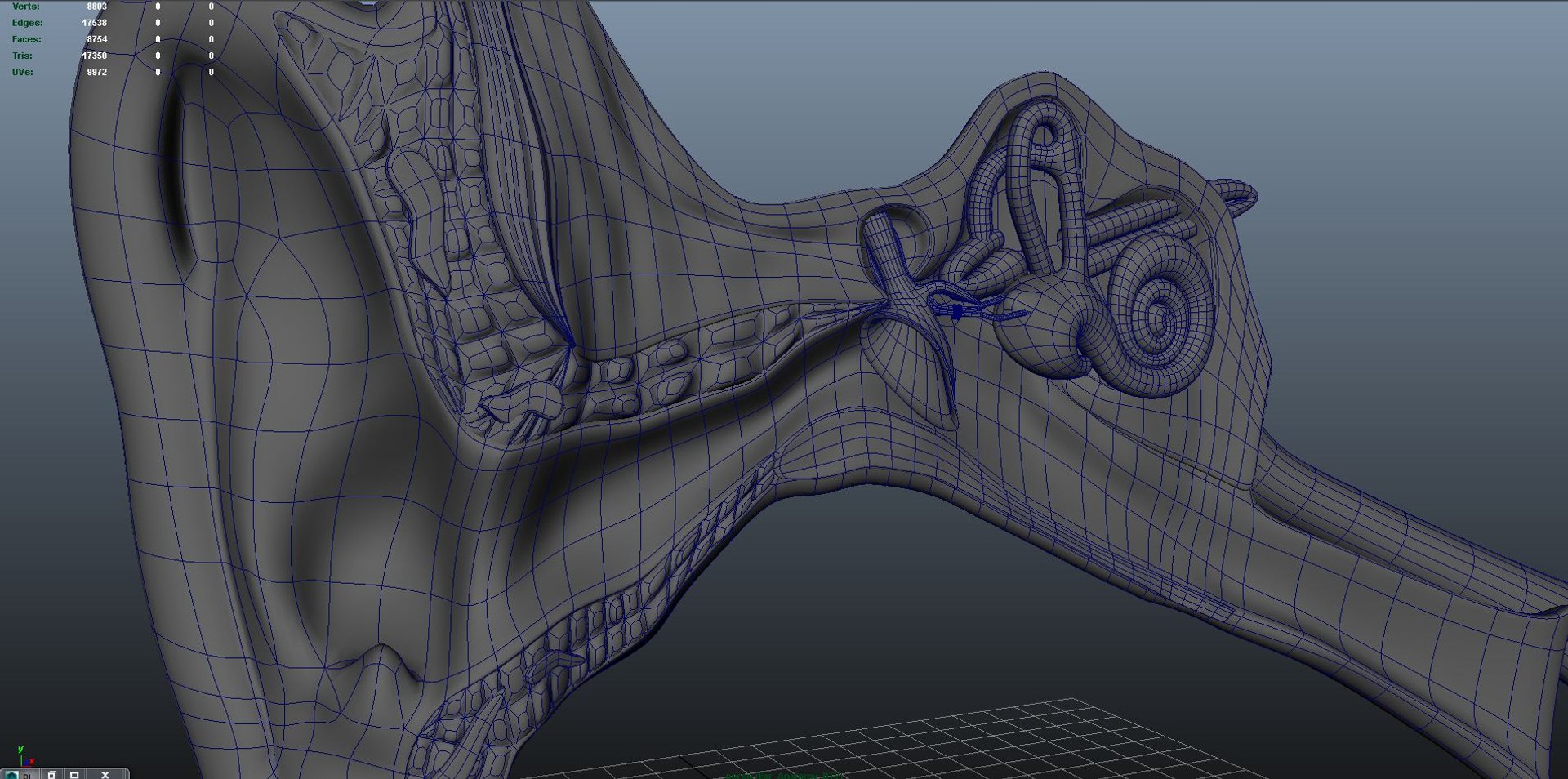Ear Canal Model - TurboSquid 1694807