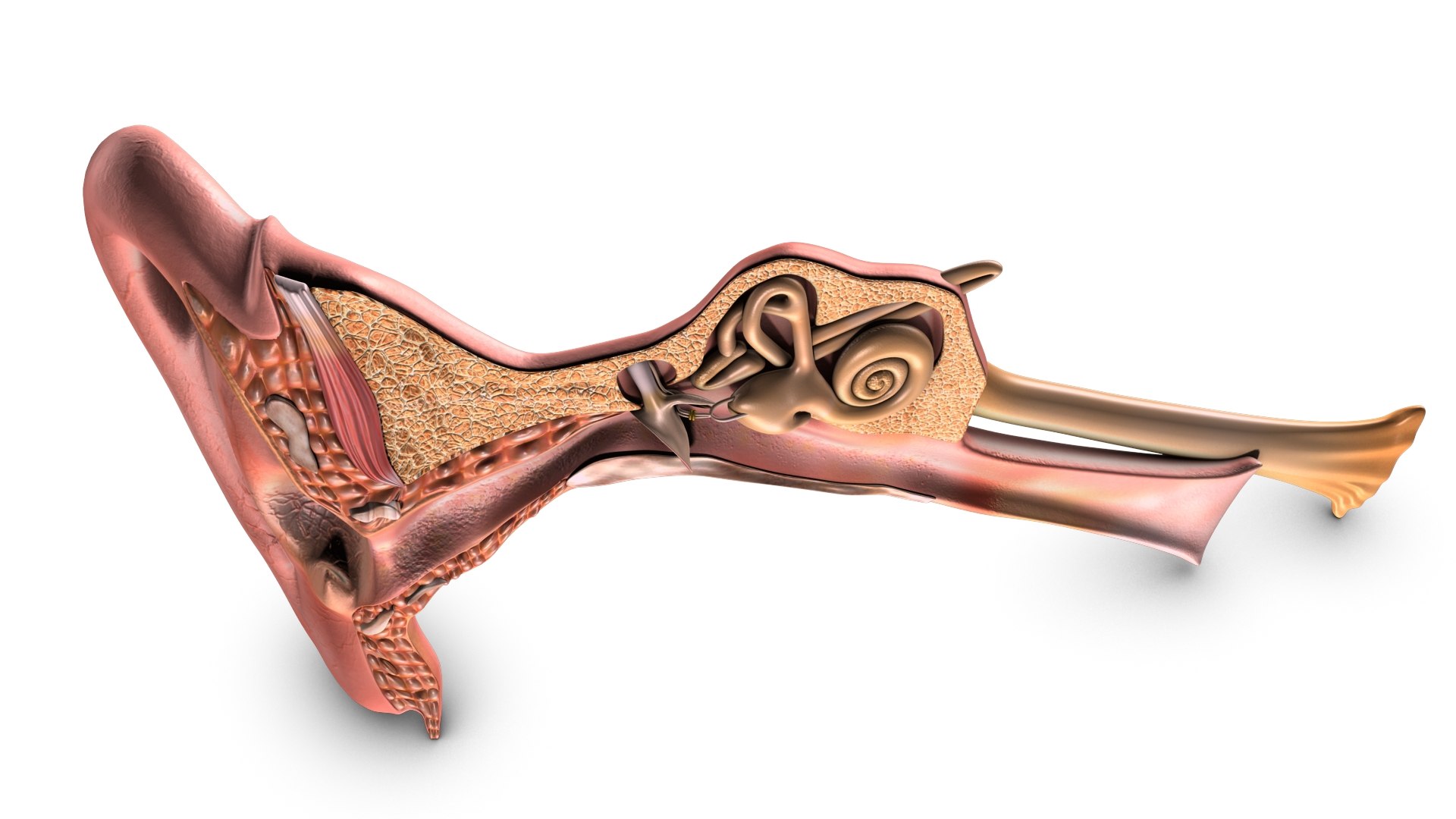 Ear Canal Model - TurboSquid 1694807