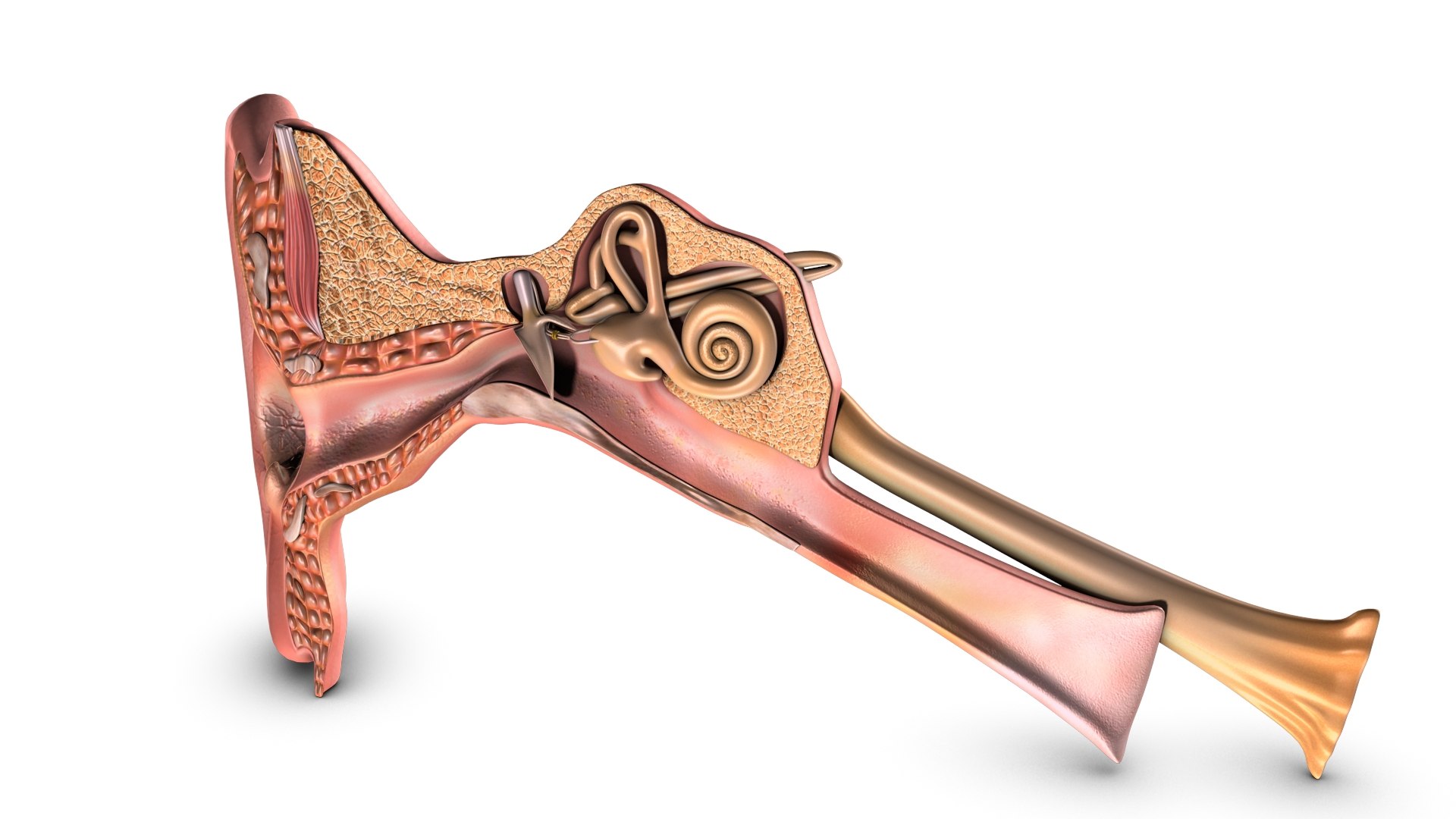 Ear Canal Model - TurboSquid 1694807