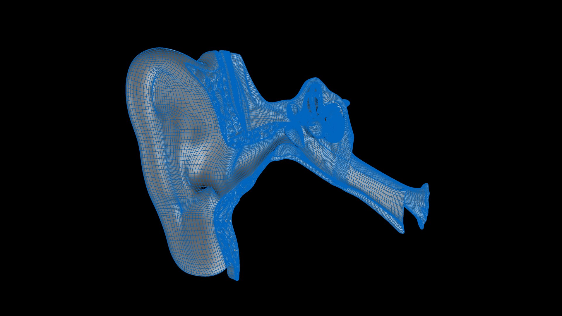Ear Canal Model - TurboSquid 1694807