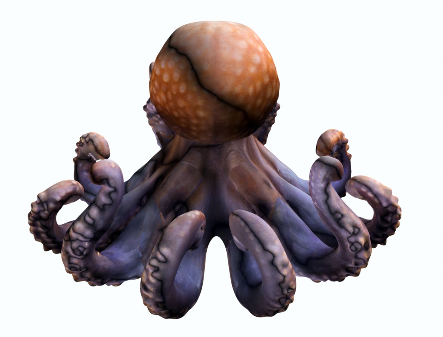 3D Model Realistic Octopus 3D Model - TurboSquid 2323820