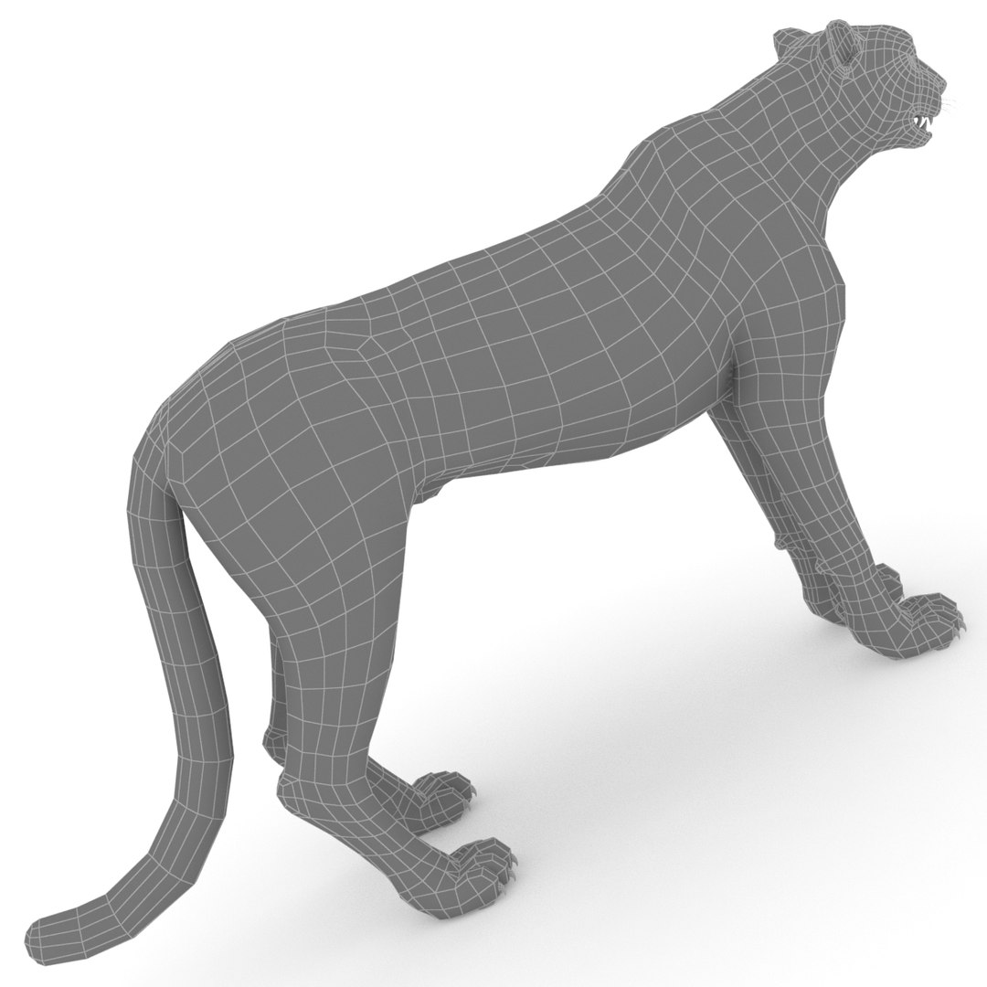 Cheetah 3D Model - TurboSquid 1437995