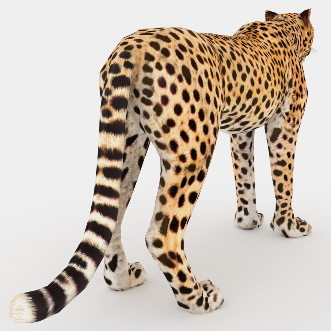 Cheetah 3D Model - TurboSquid 1437995