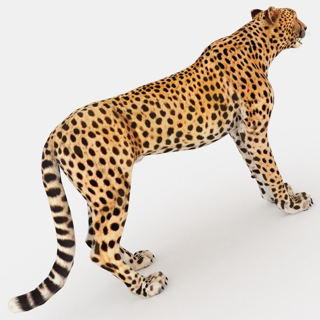 Cheetah 3D Model - TurboSquid 1437995