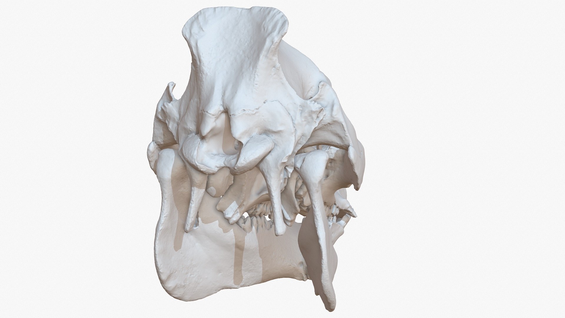 Pork Skull Raw Scan 3D Model - TurboSquid 1220843