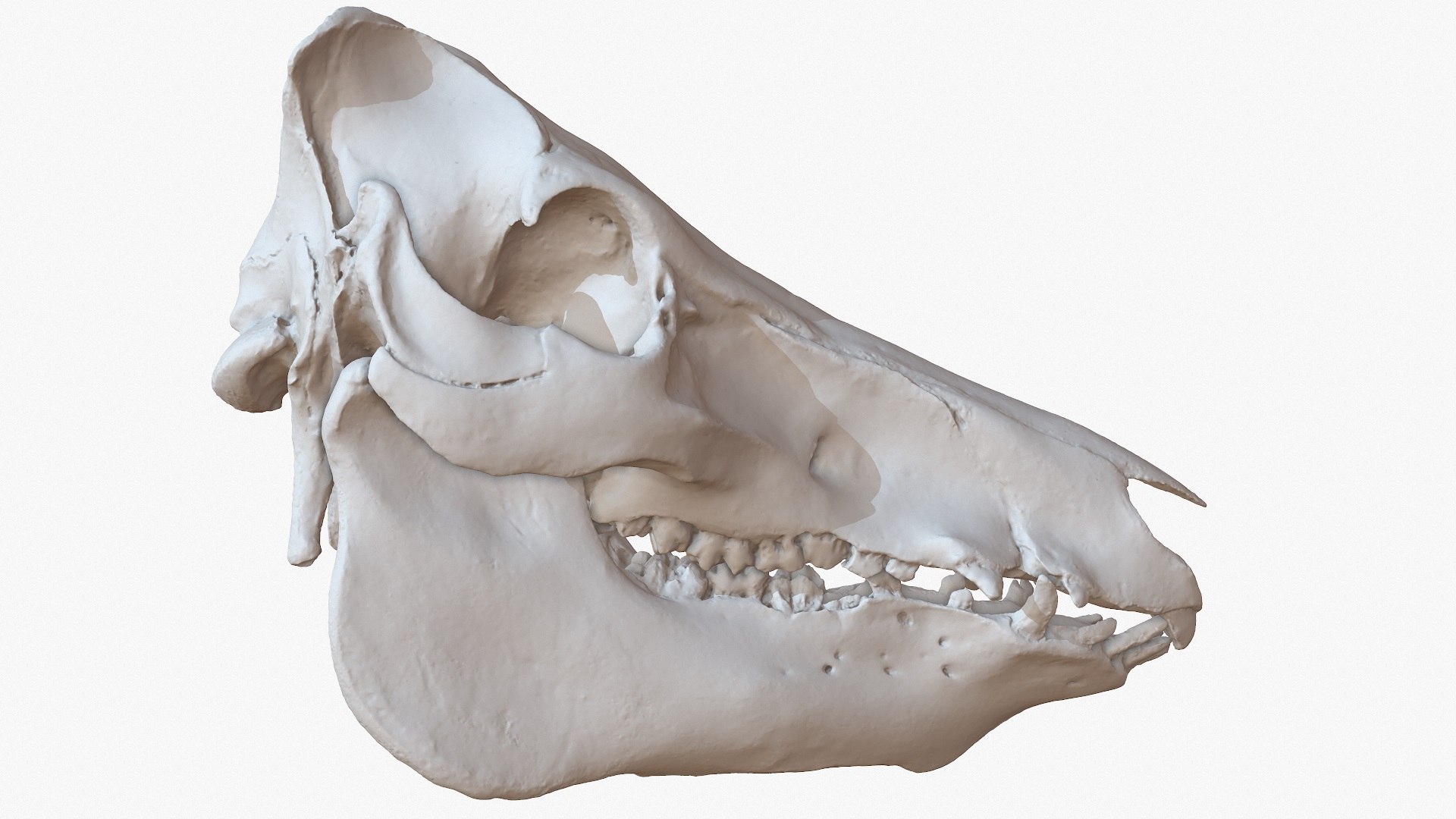 Pork Skull Raw Scan 3D Model - TurboSquid 1220843