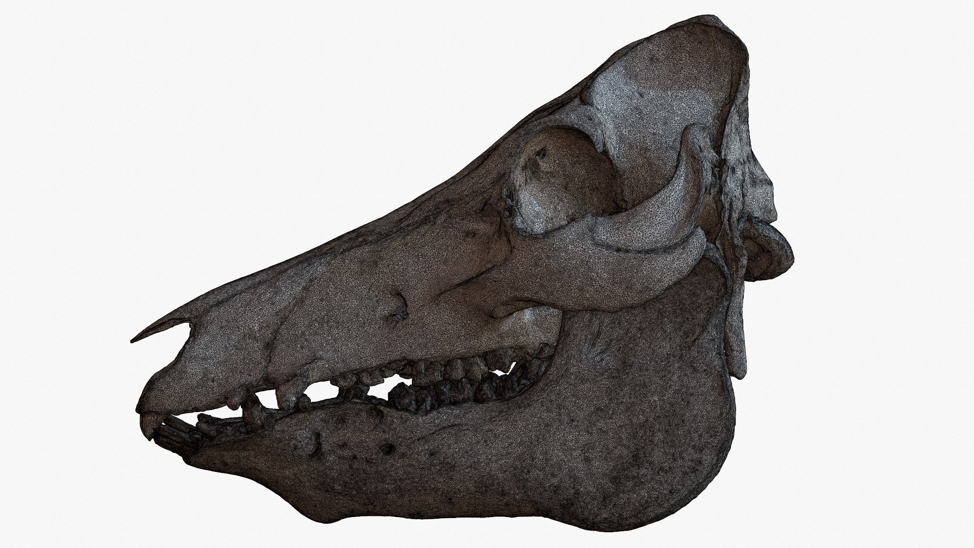 Pork Skull Raw Scan 3D Model - TurboSquid 1220843