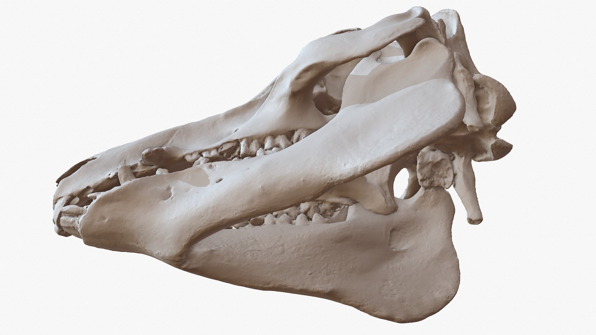 Pork Skull Raw Scan 3D Model - TurboSquid 1220843