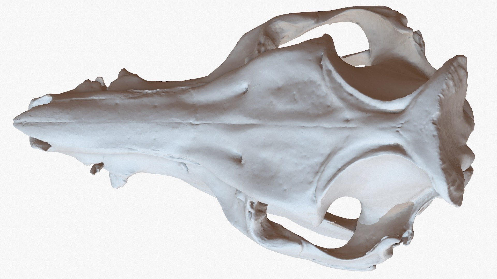 Pork Skull Raw Scan 3D Model - TurboSquid 1220843