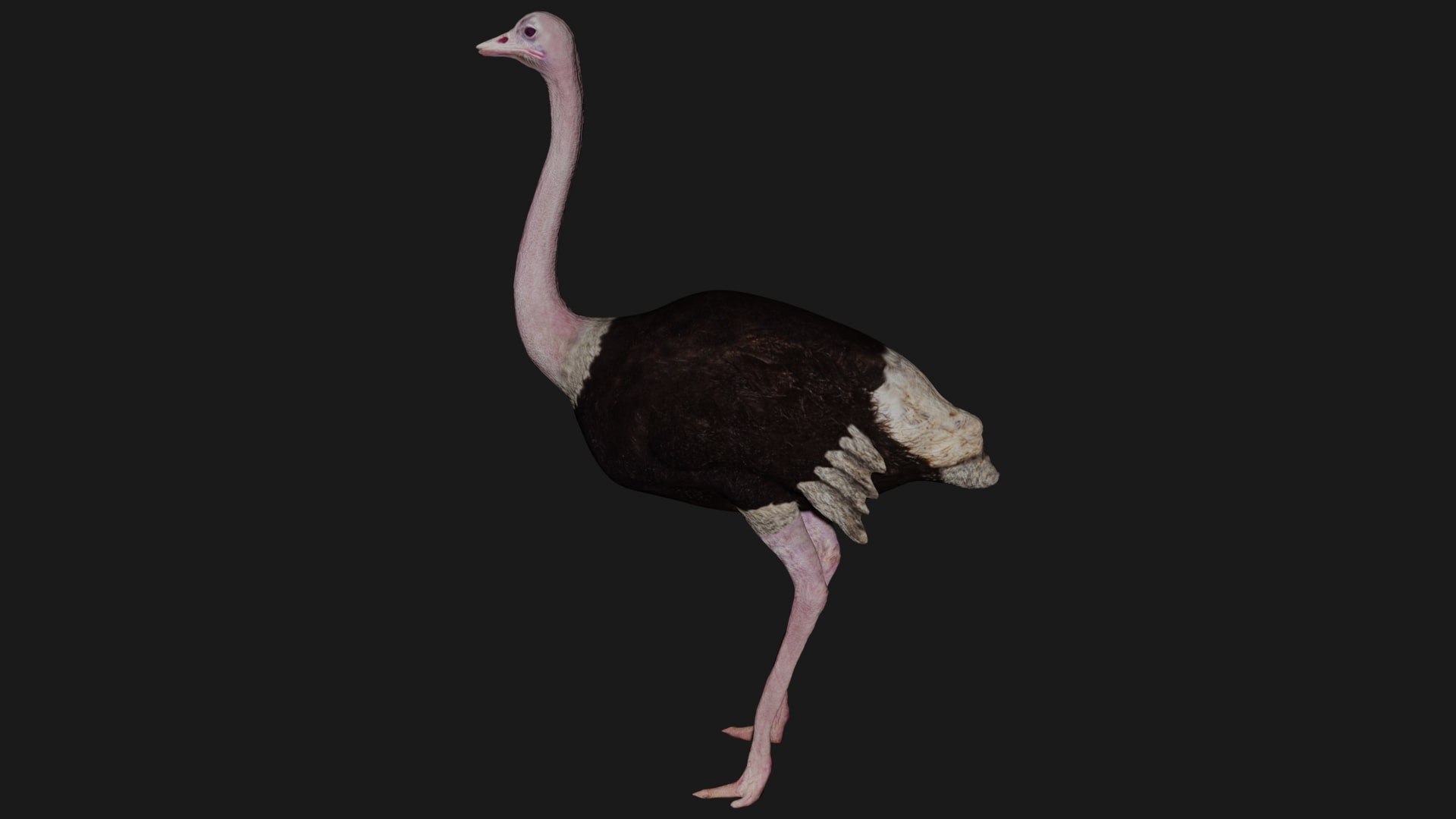 Realistic Rigged Emu 3D Model - TurboSquid 1683852