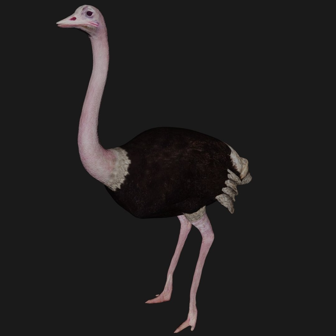 Realistic Rigged Emu 3D Model - TurboSquid 1683852