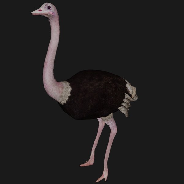 Realistic rigged emu 3D model - TurboSquid 1683852