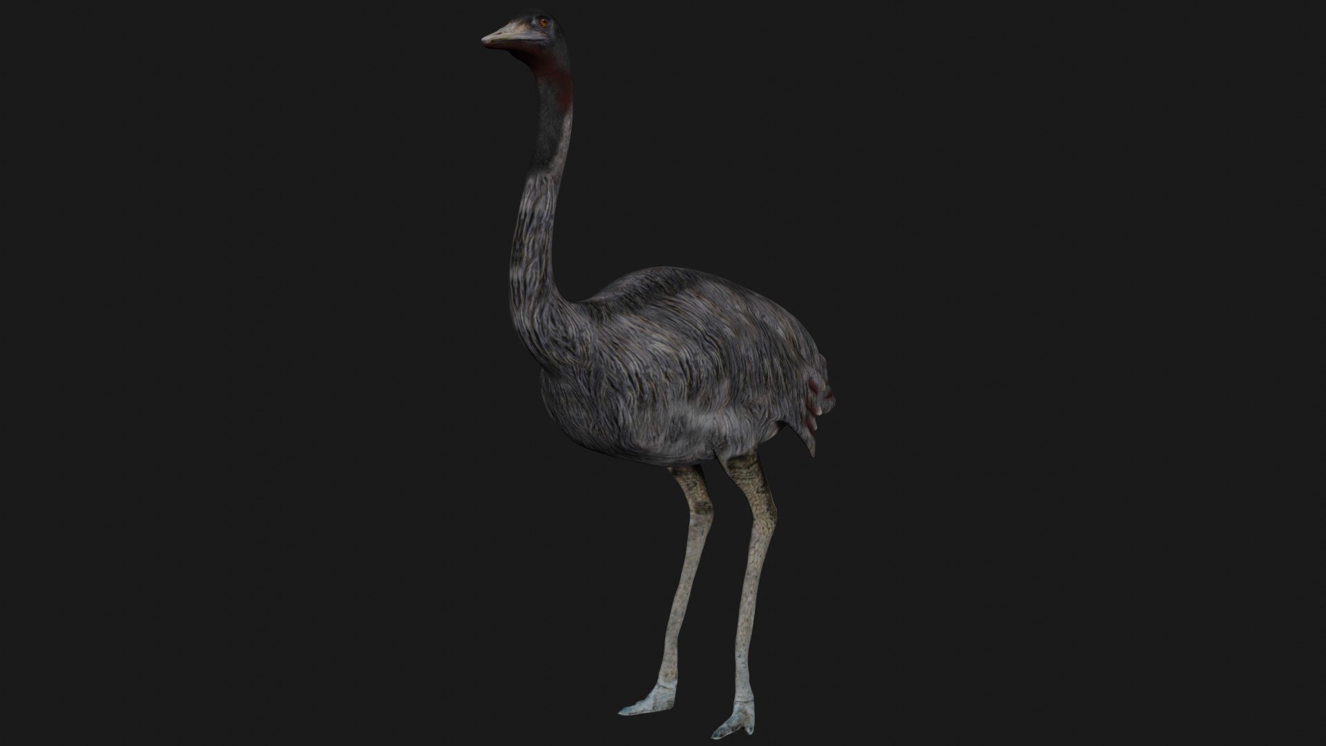 Realistic Rigged Emu 3D Model - TurboSquid 1683852