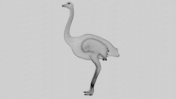 Realistic rigged emu 3D model - TurboSquid 1683852