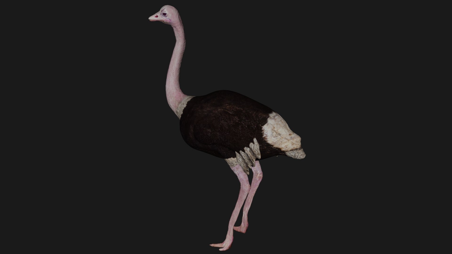 Realistic Rigged Emu 3D Model - TurboSquid 1683852