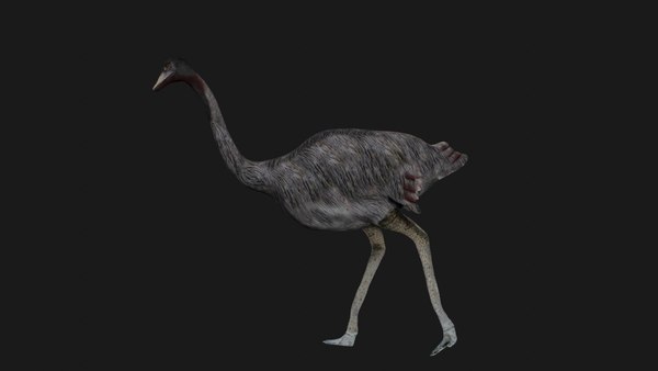 Realistic rigged emu 3D model - TurboSquid 1683852