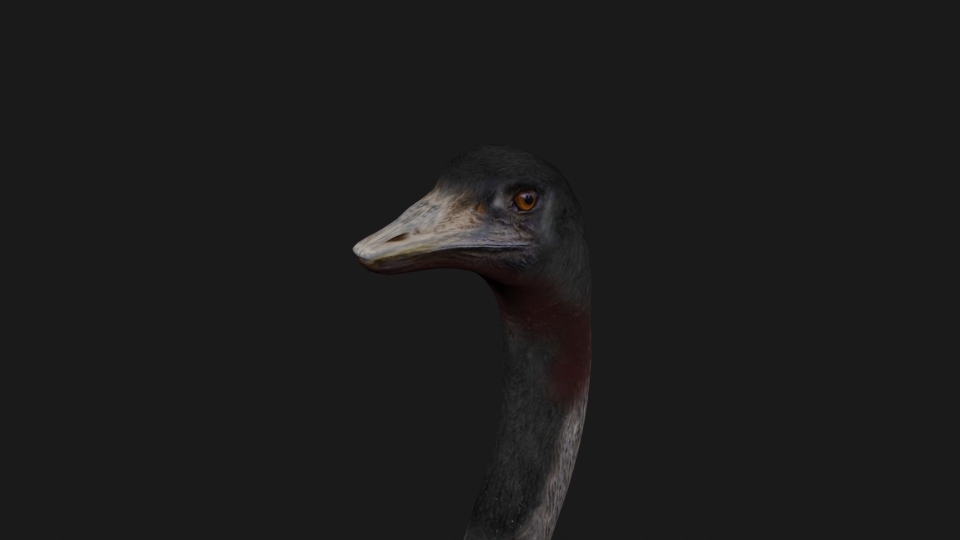 Realistic Rigged Emu 3D Model - TurboSquid 1683852