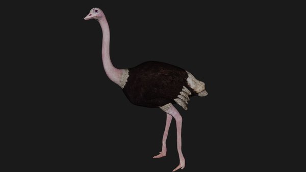 Realistic rigged emu 3D model - TurboSquid 1683852