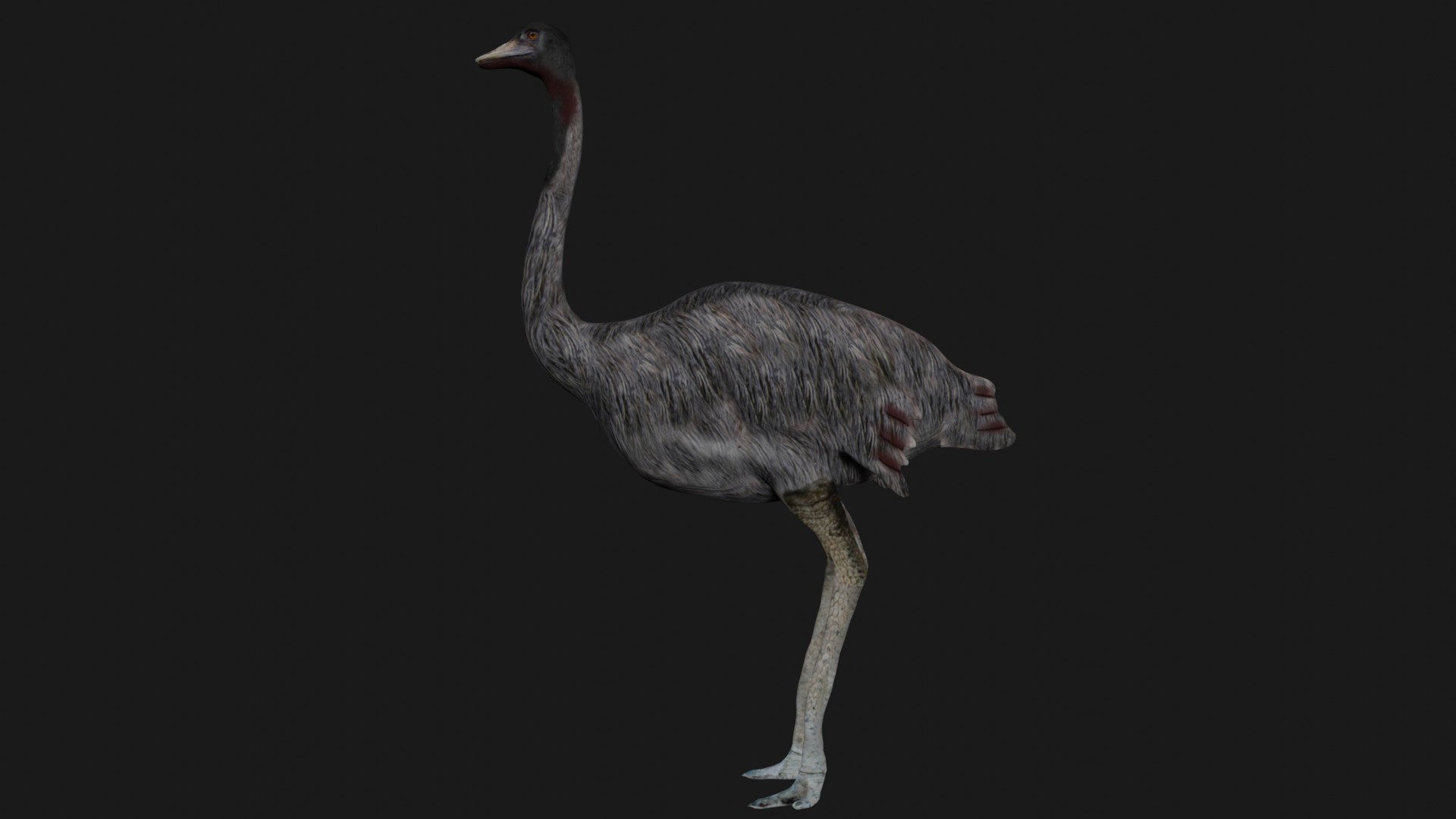 Realistic Rigged Emu 3D Model - TurboSquid 1683852