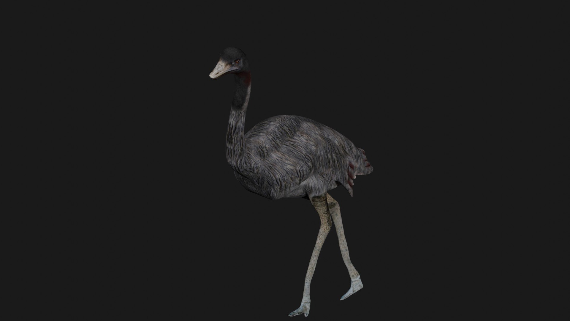 Realistic Rigged Emu 3D Model - TurboSquid 1683852