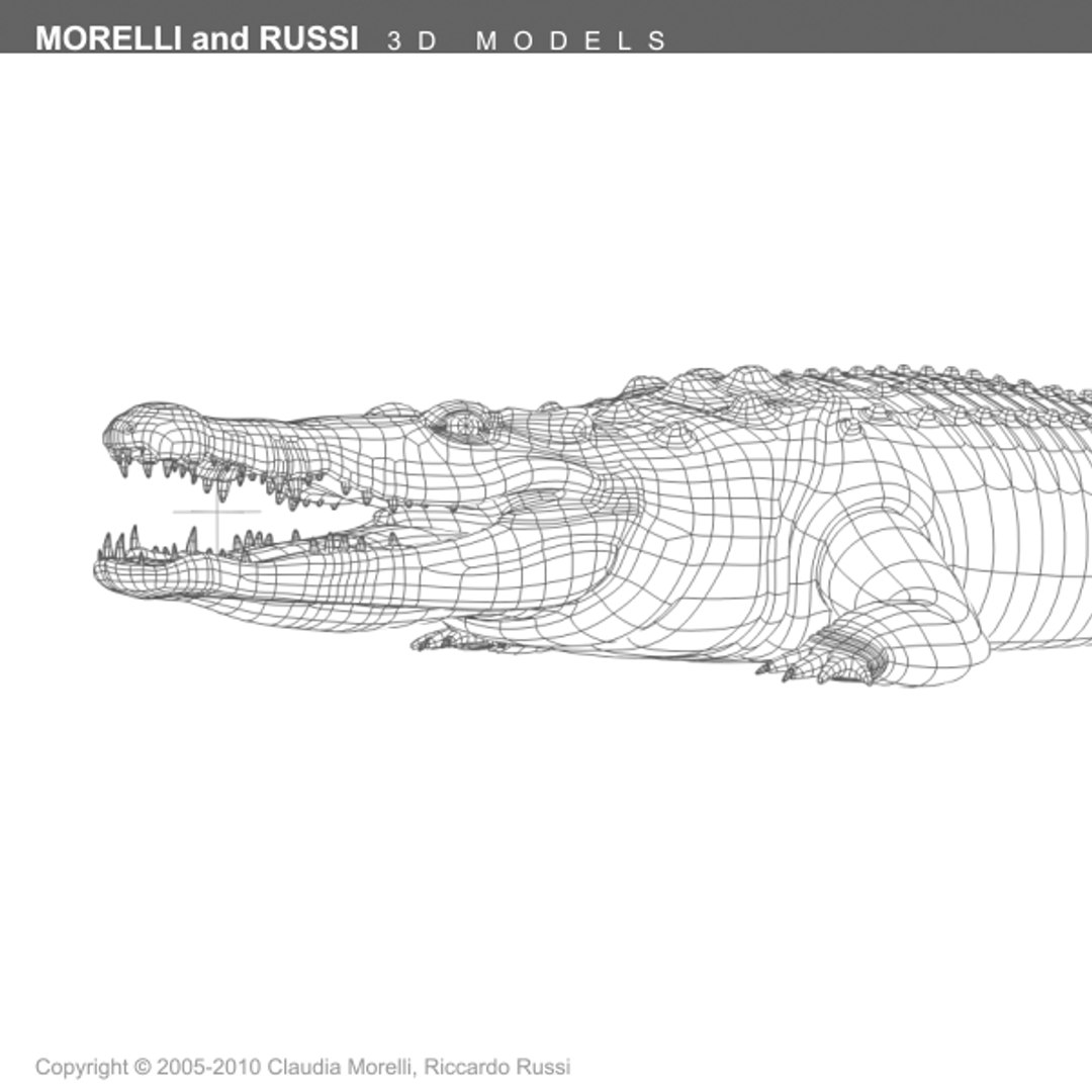 3d Morelli Crocodile - Alligator Model
