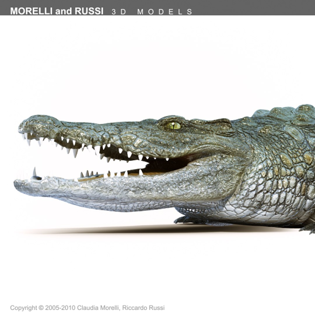 3d Morelli Crocodile - Alligator Model
