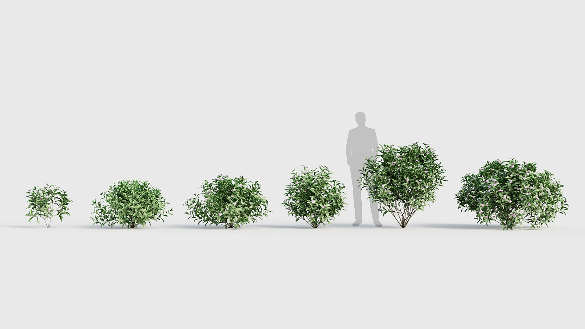 3D Daphne Odora Winter Daphne Model - TurboSquid 2117851