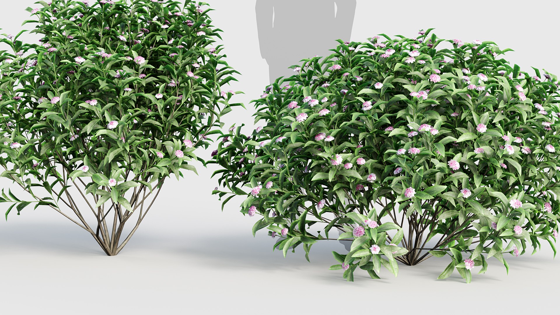 3D Daphne Odora Winter Daphne Model - TurboSquid 2117851