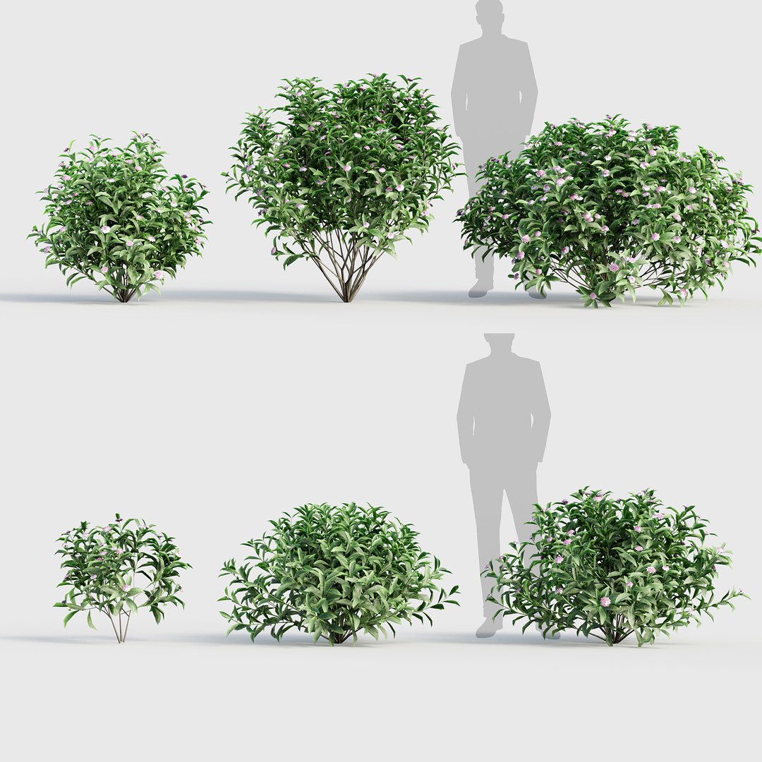 3D Daphne Odora Winter Daphne Model - TurboSquid 2117851