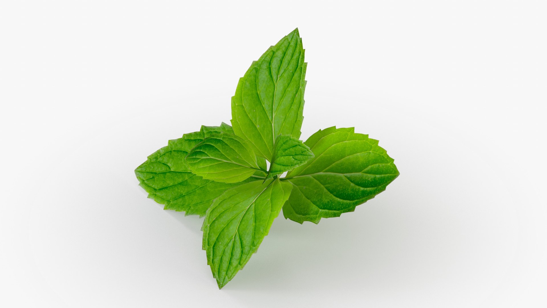 3D Mint Design Model - TurboSquid 1439371