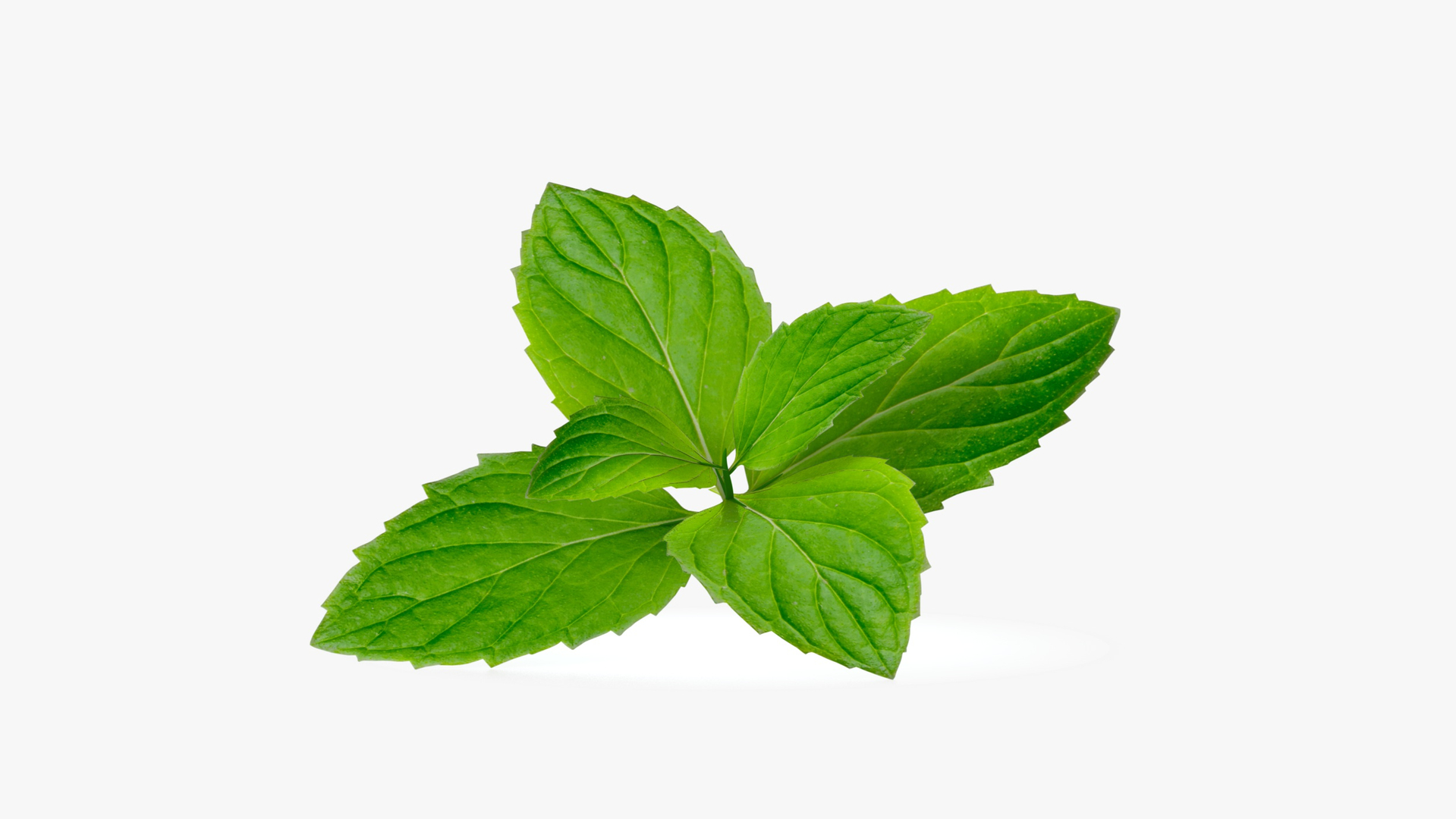 3D Mint Design Model - TurboSquid 1439371