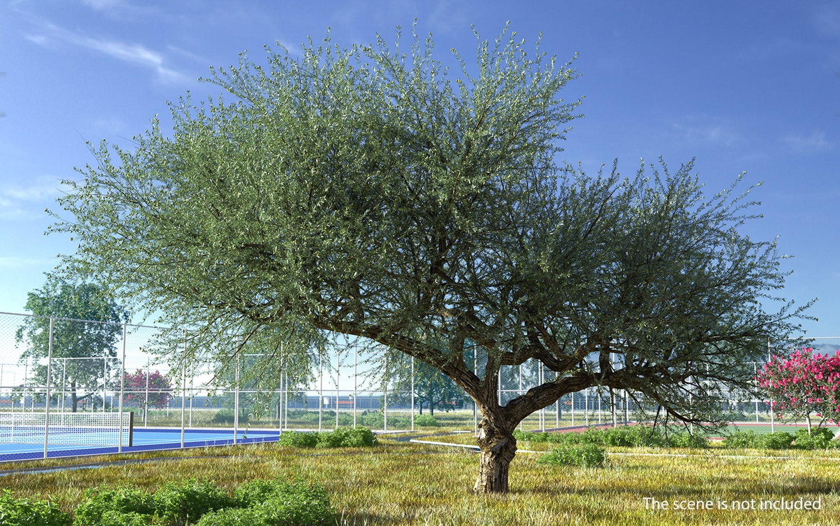 3D Olive Tree Model - TurboSquid 1394317