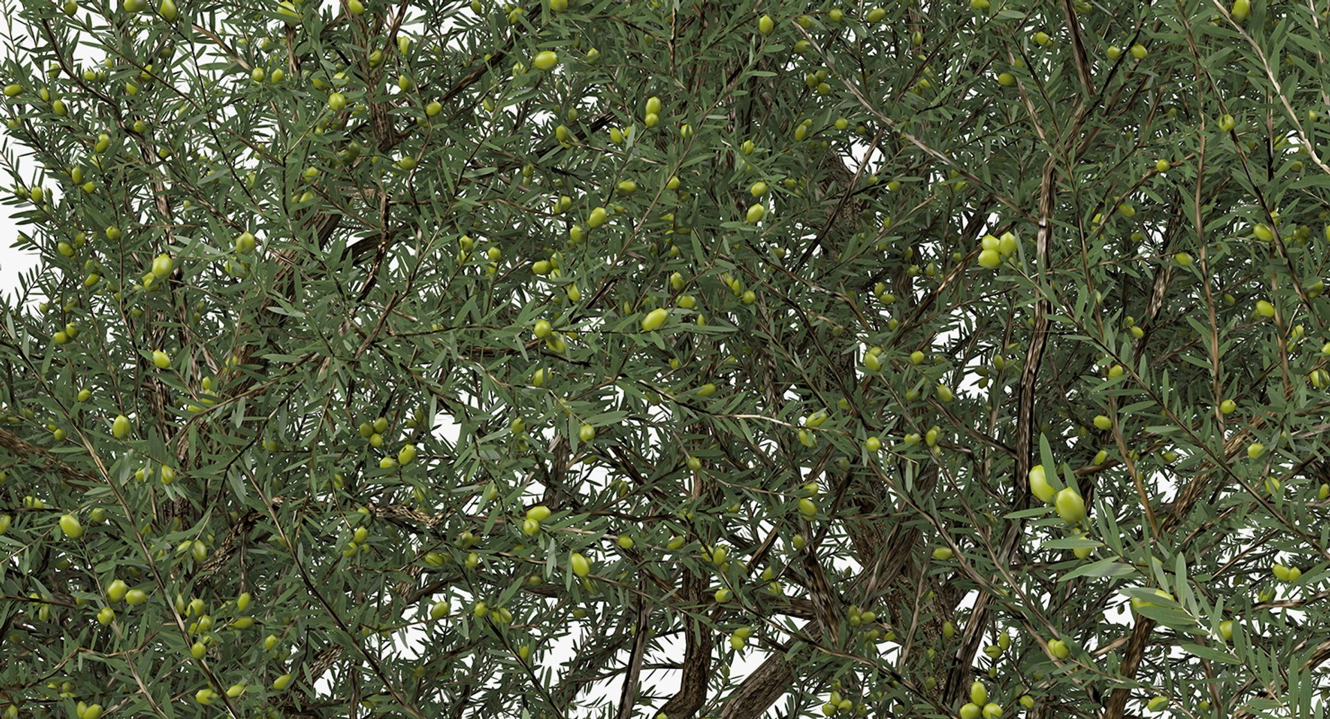 3D Olive Tree Model - TurboSquid 1394317