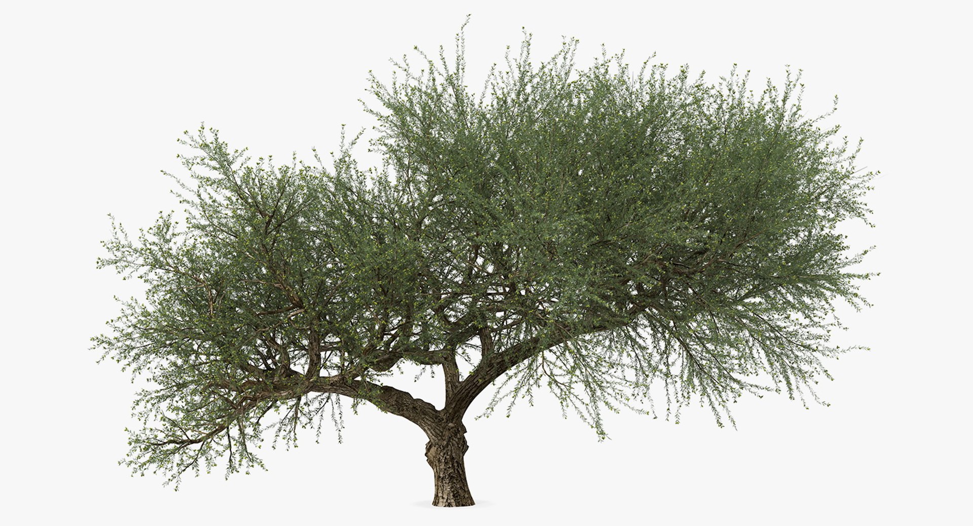 3D Olive Tree Model - TurboSquid 1394317