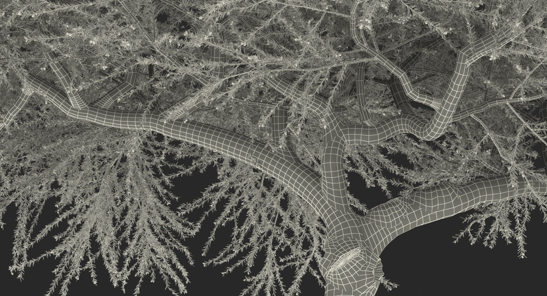 3D olive tree model - TurboSquid 1394317