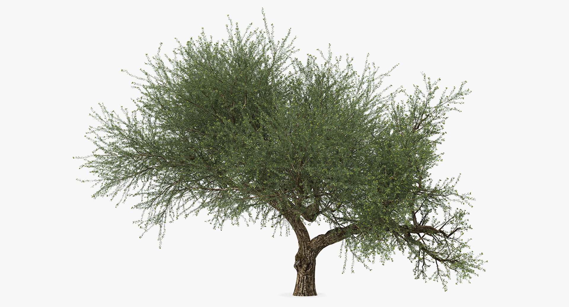 3D olive tree model - TurboSquid 1394317