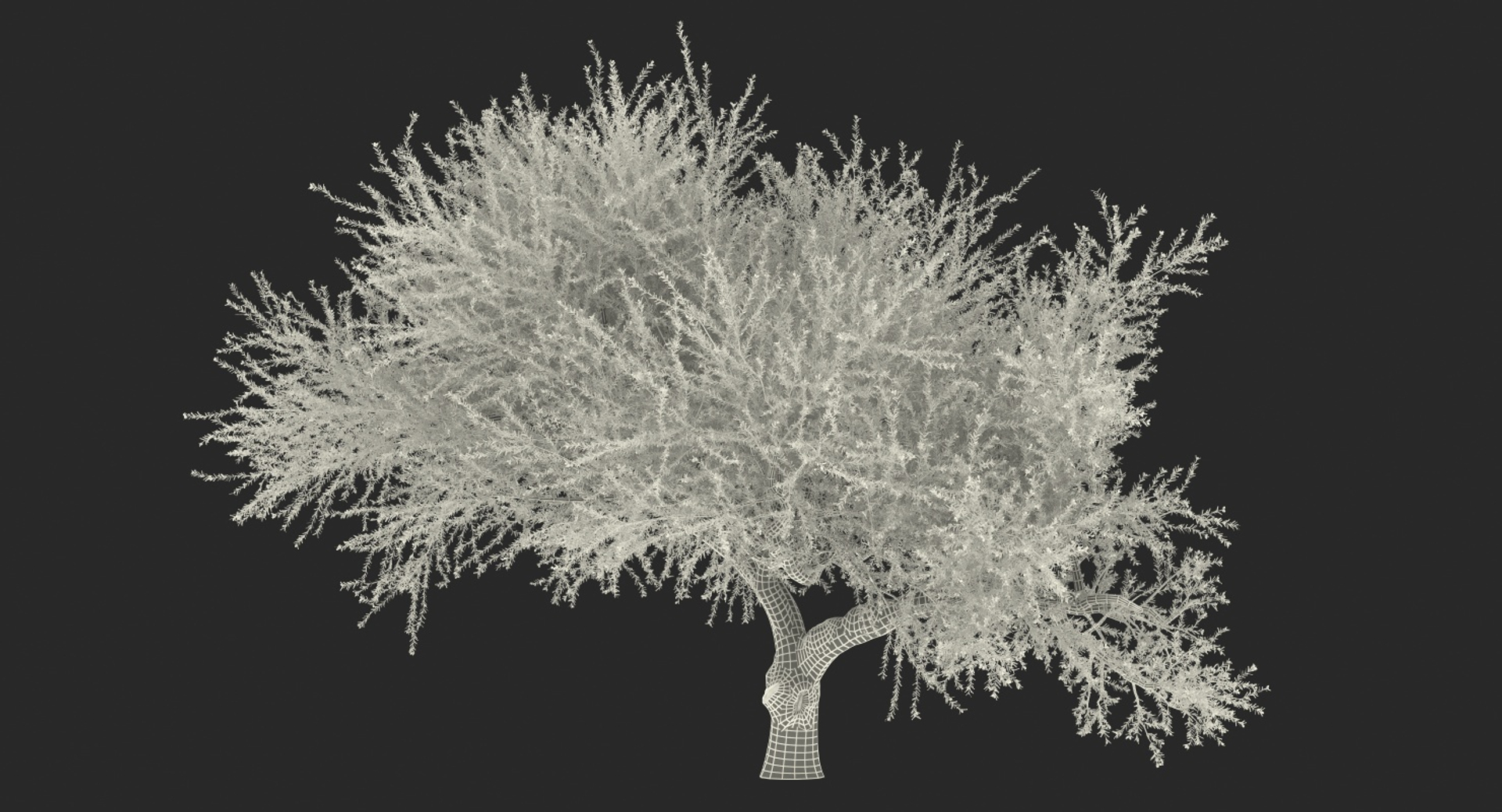 3D Olive Tree Model - TurboSquid 1394317