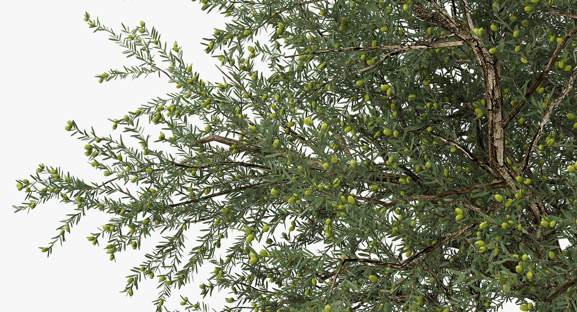 3D olive tree model - TurboSquid 1394317