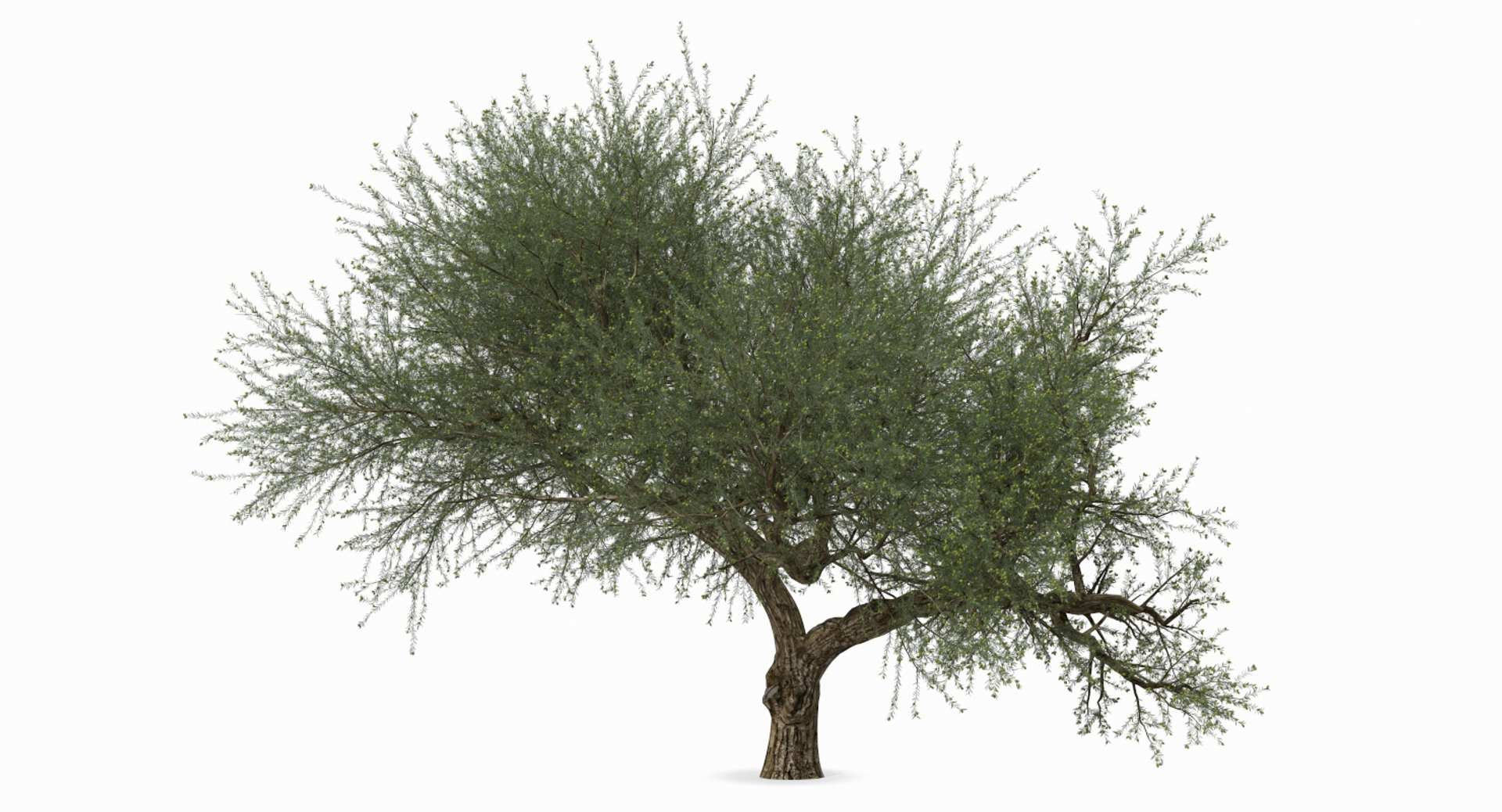 3D Olive Tree Model - TurboSquid 1394317
