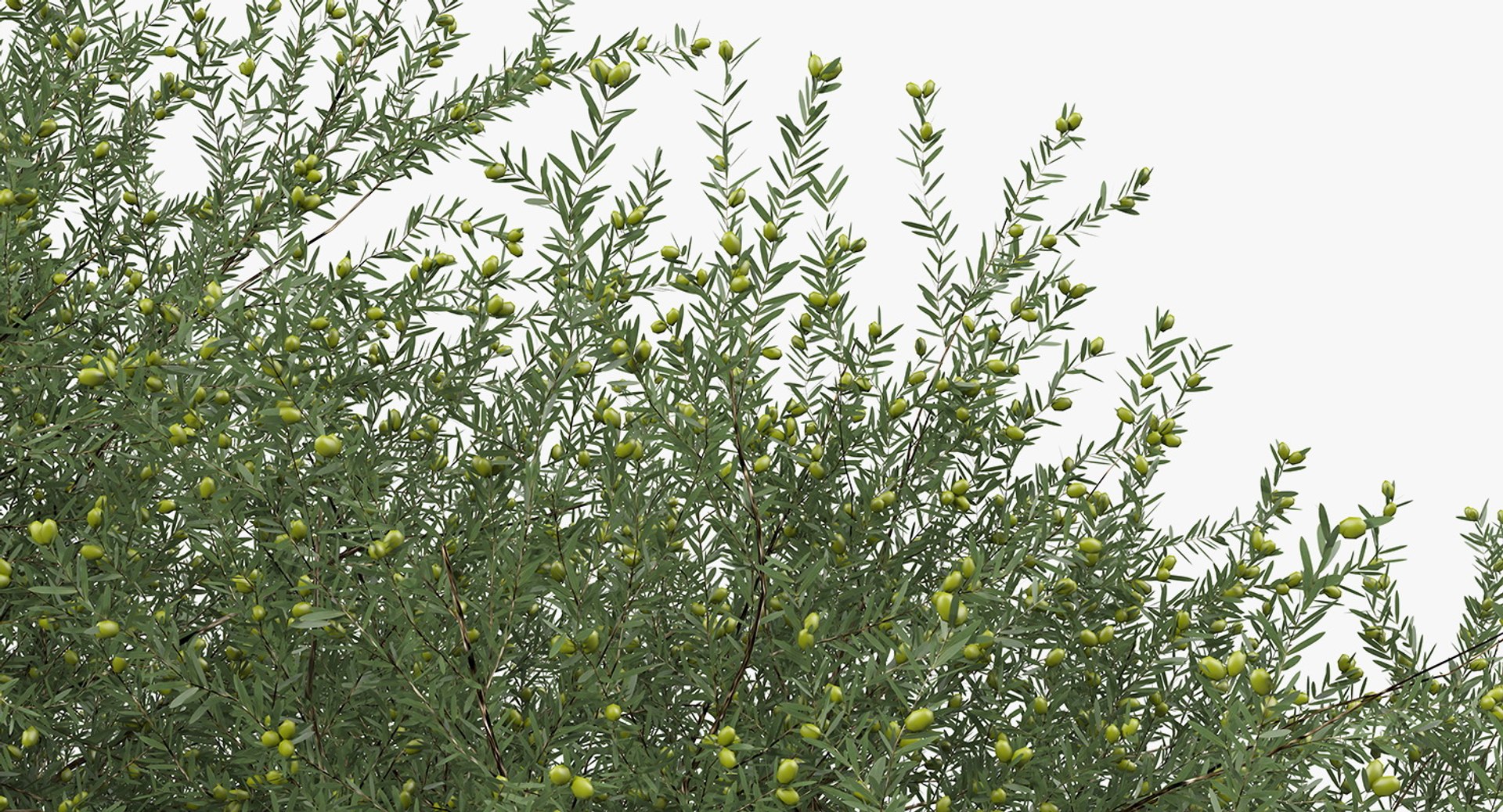 3D Olive Tree Model - TurboSquid 1394317
