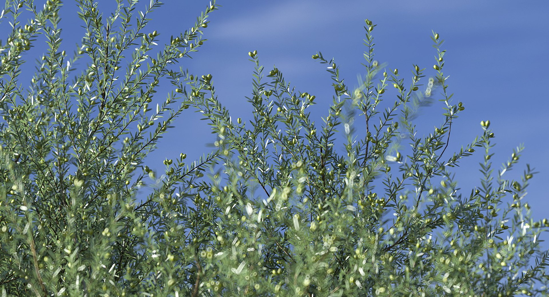 3D Olive Tree Model - TurboSquid 1394317