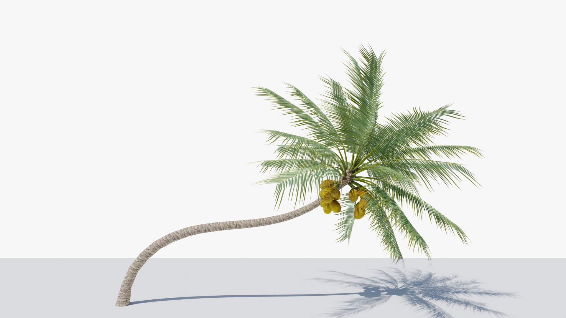 Coconut Palms Collection 3D - TurboSquid 2067352