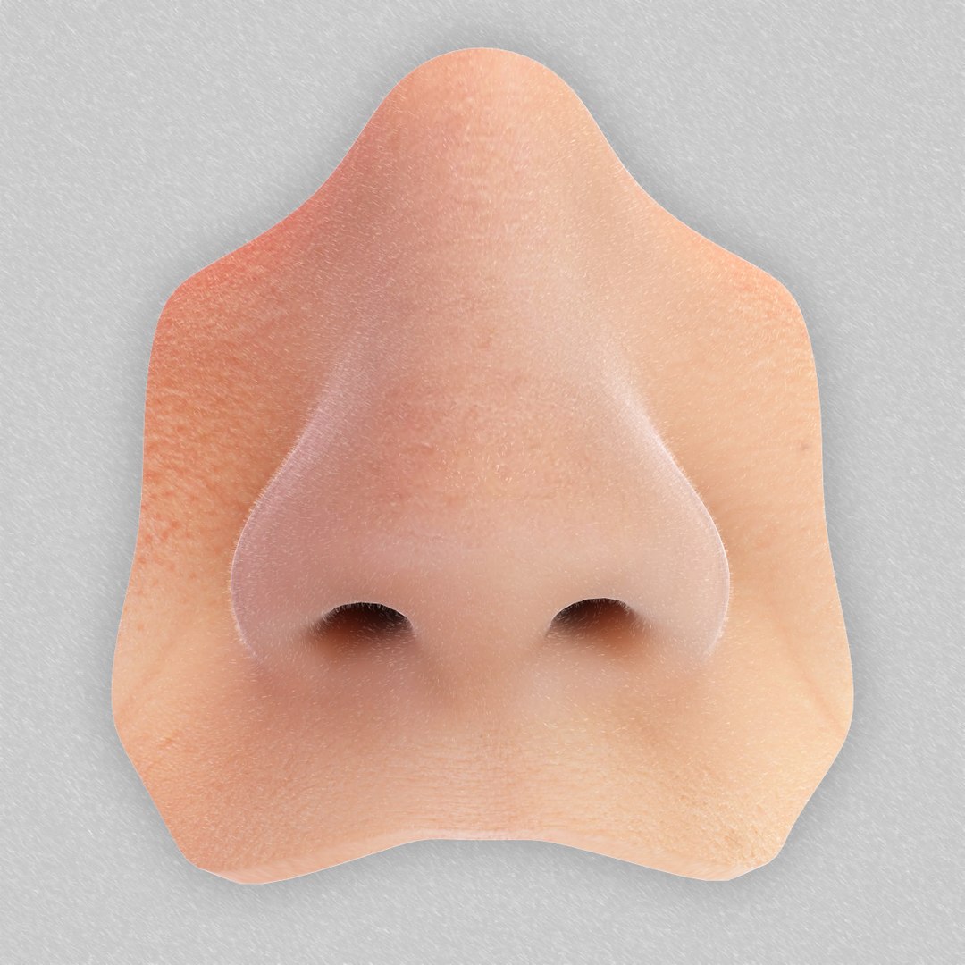 3d model realistic human nose