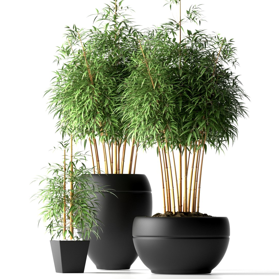 3d Model Bamboo Plants