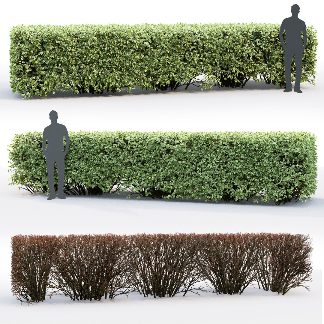 3D hedge cornus model - TurboSquid 1689182