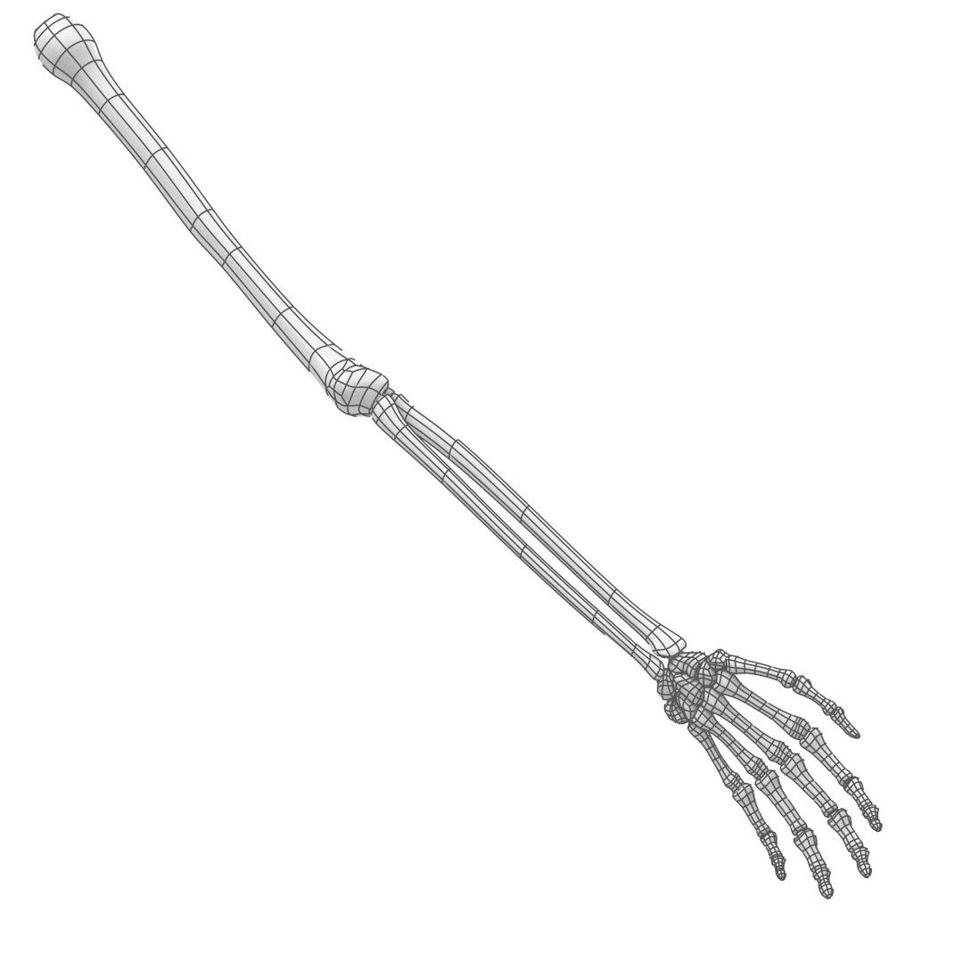 3d Arm Bones