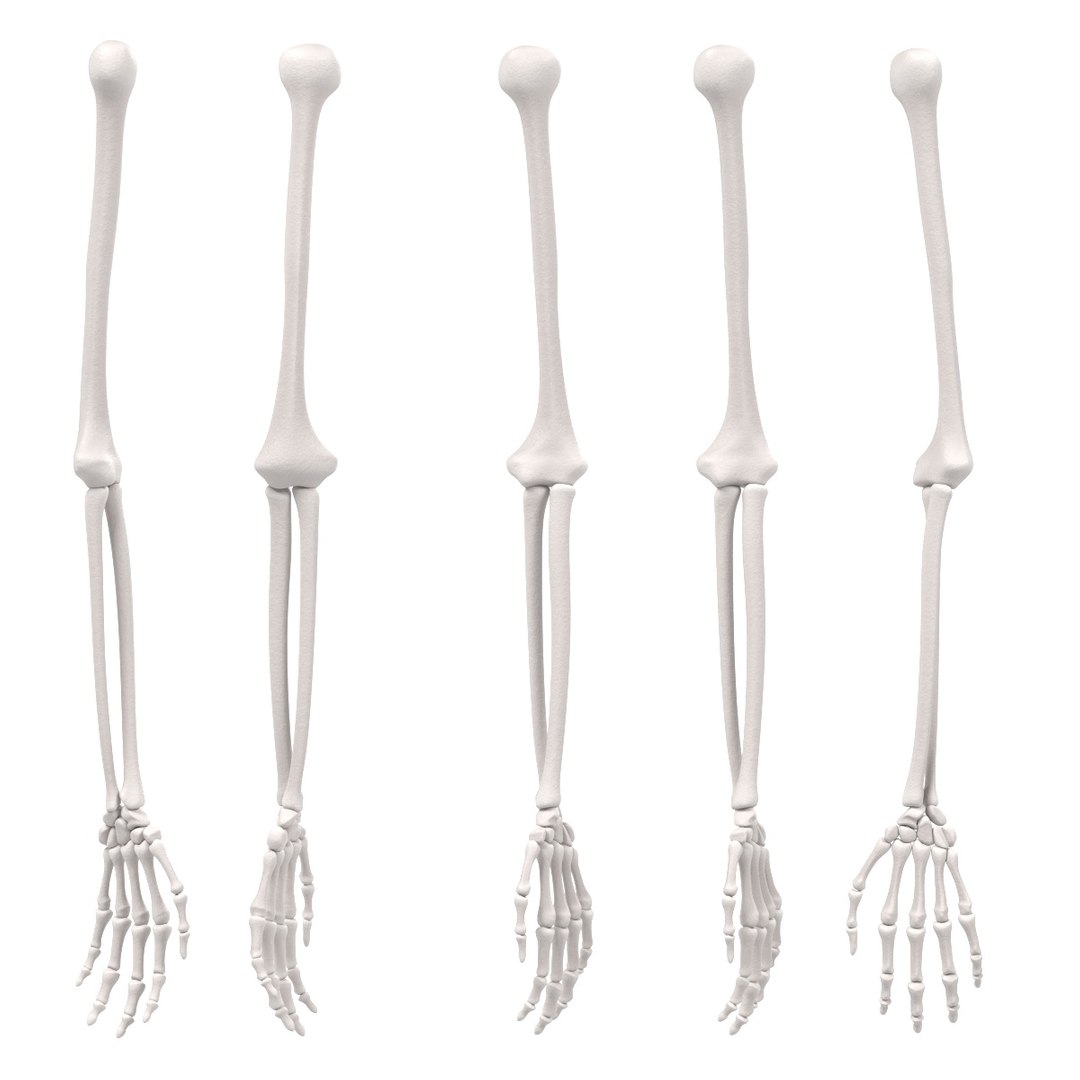 3d Arm Bones