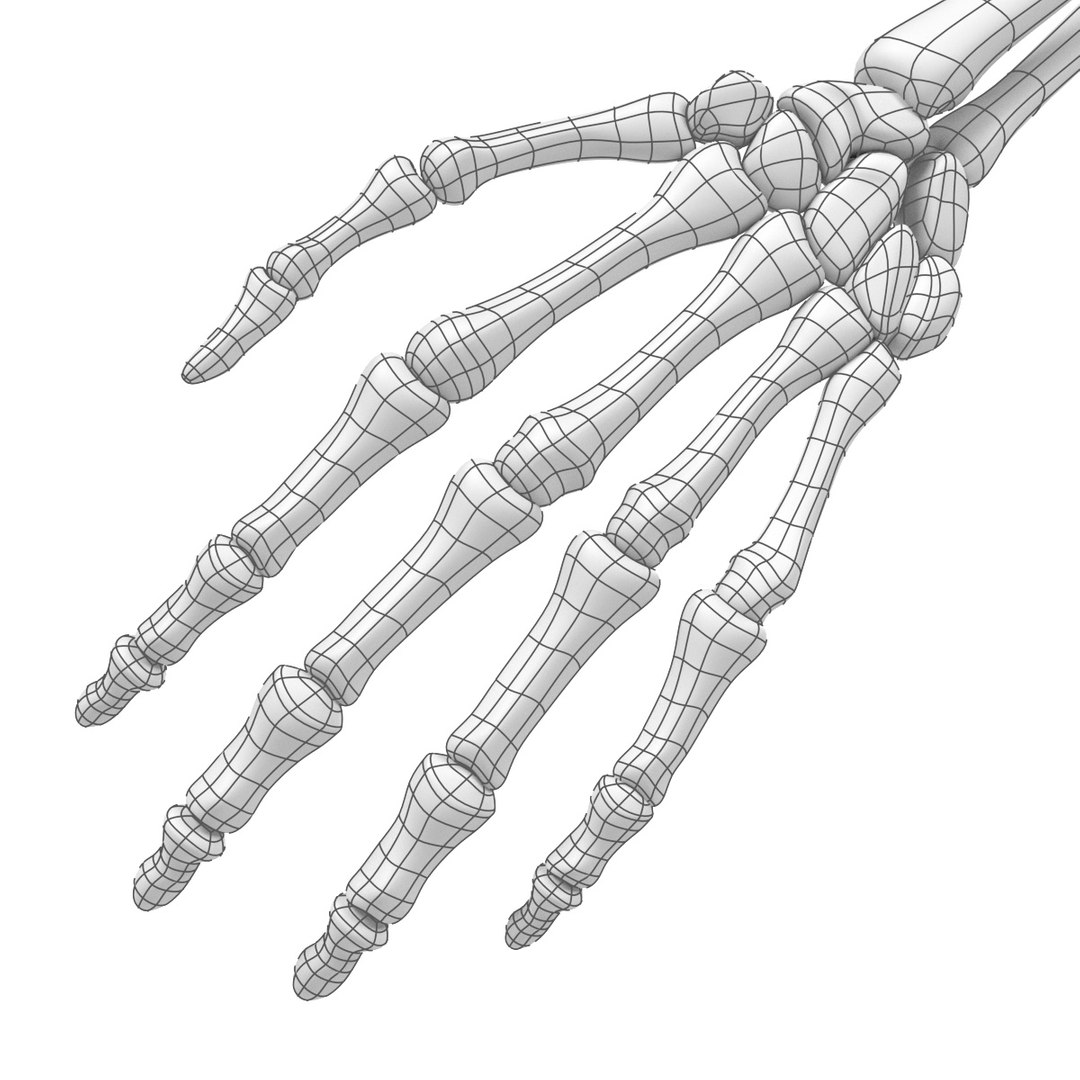 3d Arm Bones