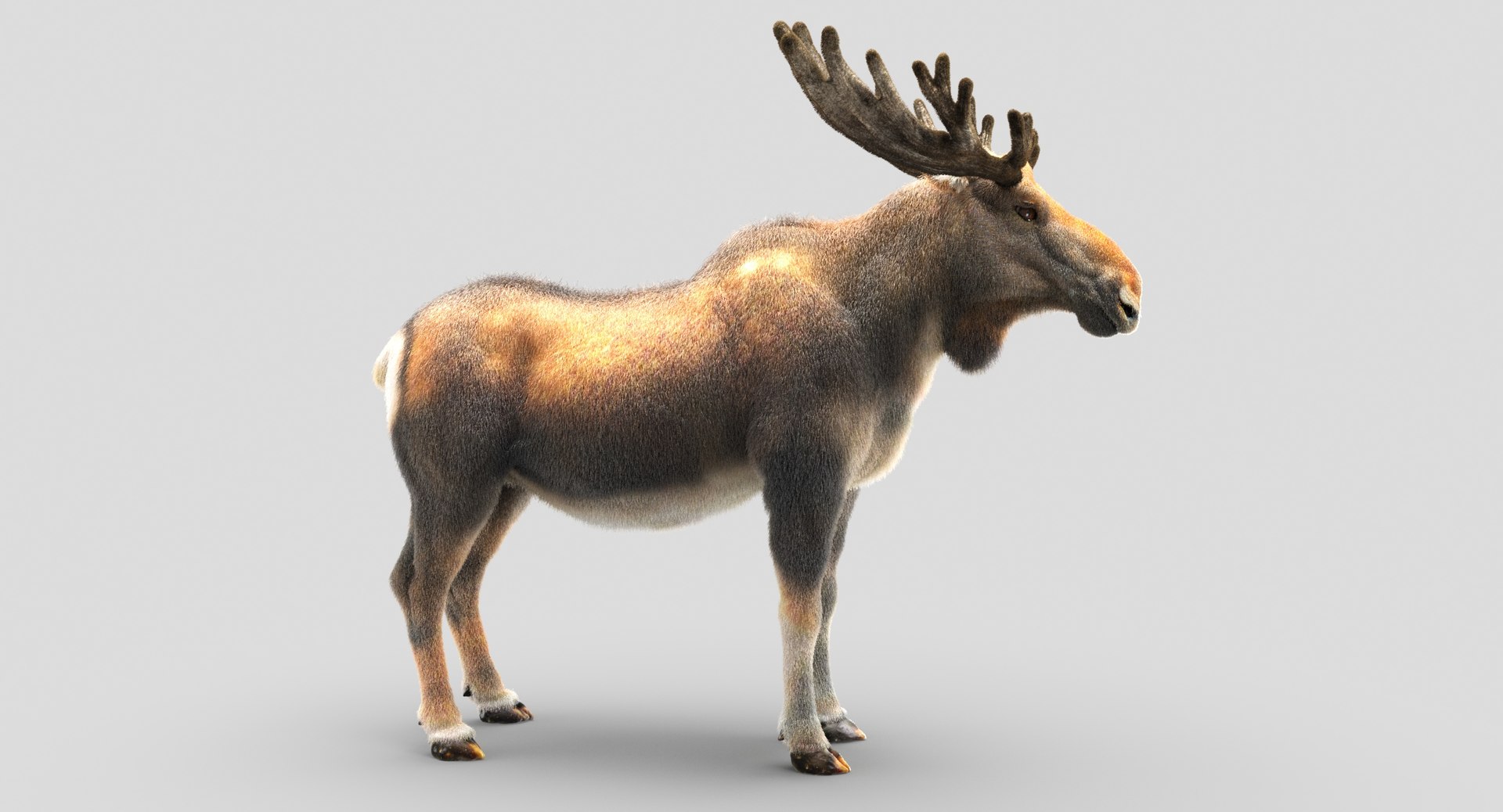 3D Moose Fur Hair - TurboSquid 1208600